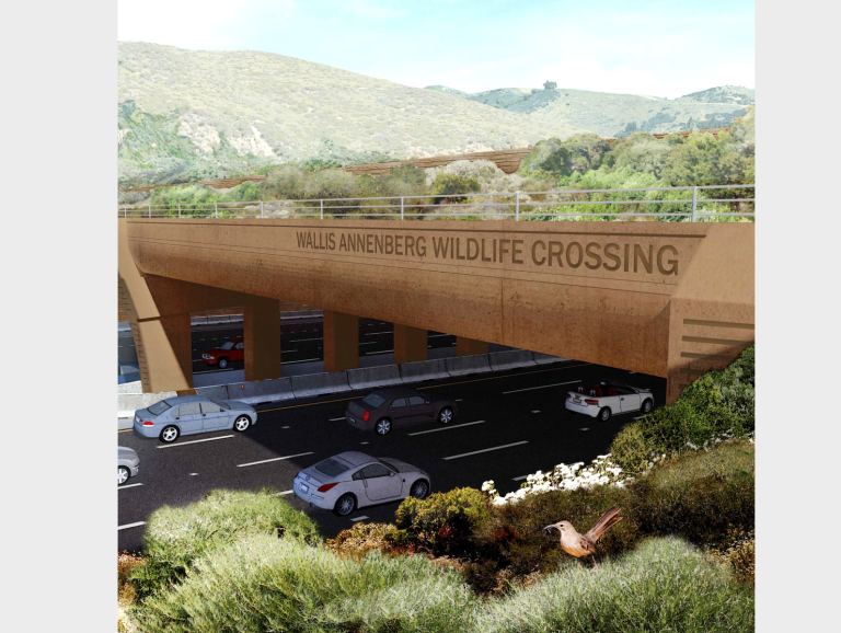 Mountain lion found dead on 101 Freeway near wildlife crossing