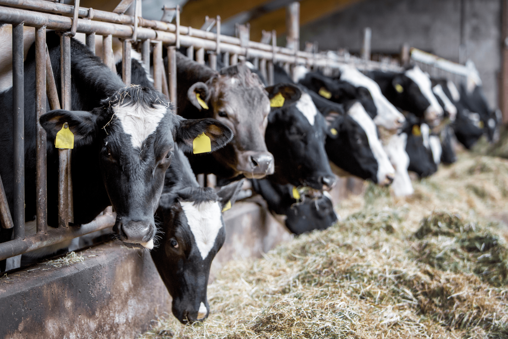 San Bernardino County dairy cows test positive for H5N1 bird flu