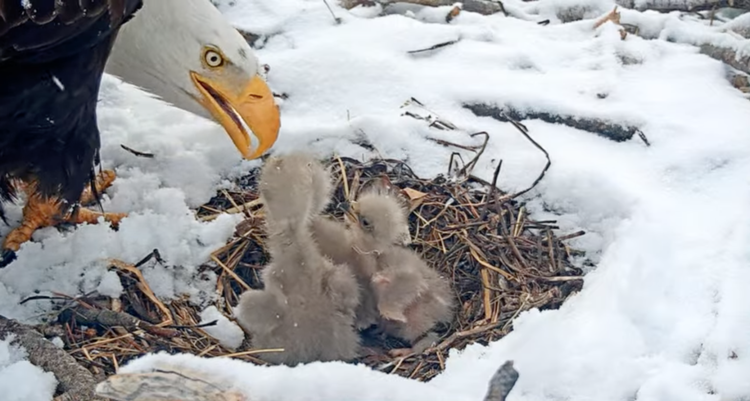 Cam shows baby bald eagles in nest above Big Bear Lake