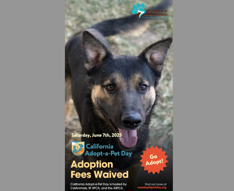 County waives pet adoption fees as shelters pass 220% capacity