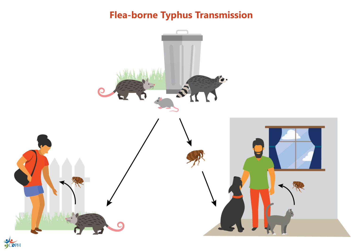 Long Beach reports 60% spike in flea-borne typhus infections