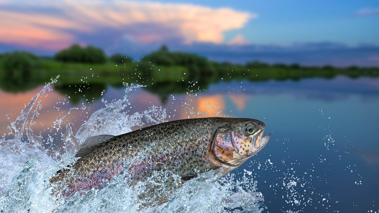 San Bernardino Regional Parks to host trout derby with $1K top prize ...